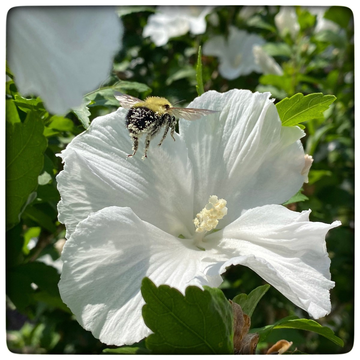 Summer Mornings And A Wonderful Documentary – CIMPLE – A Curious ...