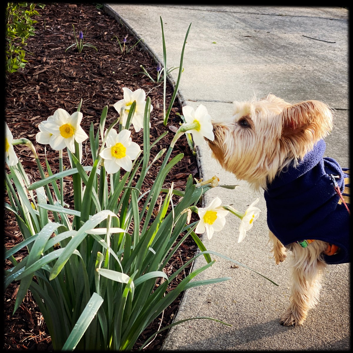 The Art Of CIMPLE Living – Stop And Admire The Daffodils – CIMPLE – A ...