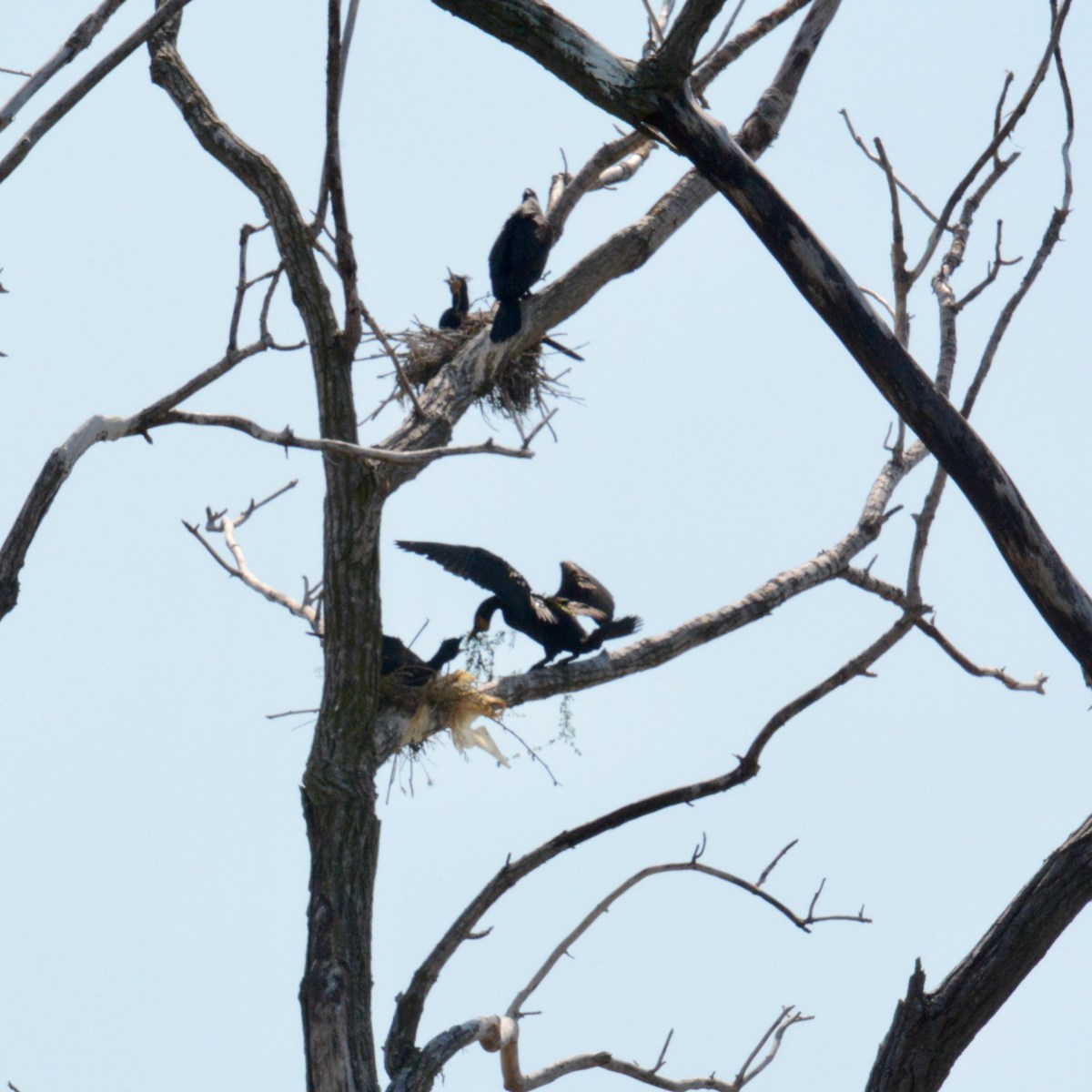 Love Nesting Season – CIMPLE – A Curious Introvert's Musings & Photos ...